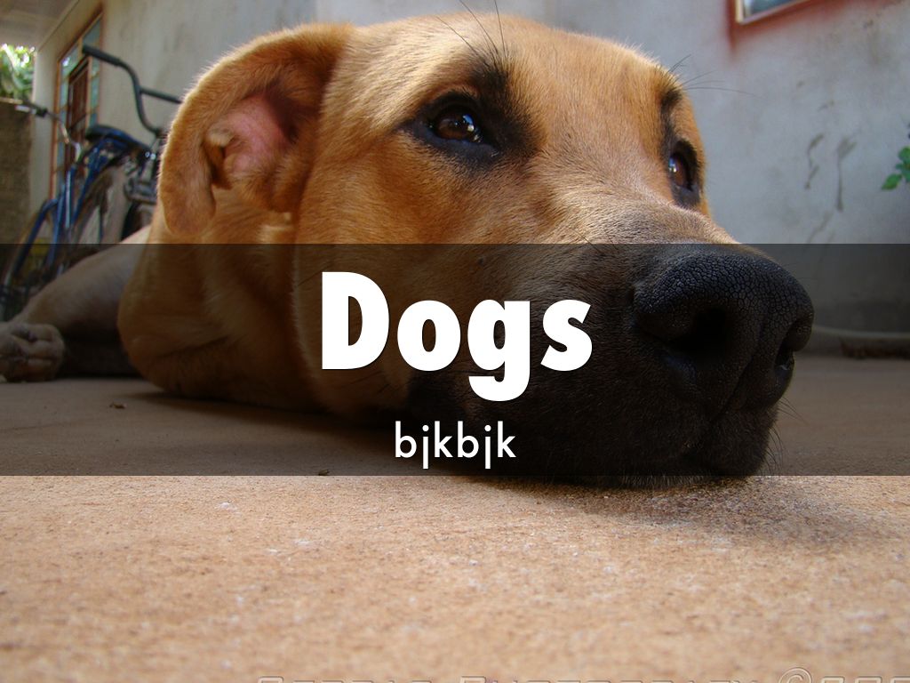 Simple Presentation About Dogs Simple Presentation About Dogs